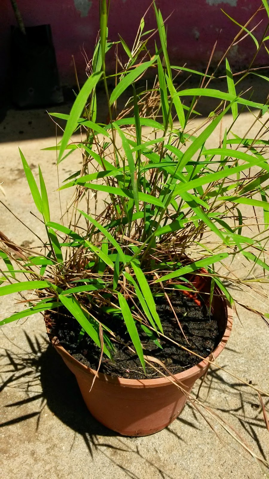 mistik-ajaib.blogspot.com: HOT ITEM!!!!!BENIH POKOK BULUH PERINDU UNTUK ...