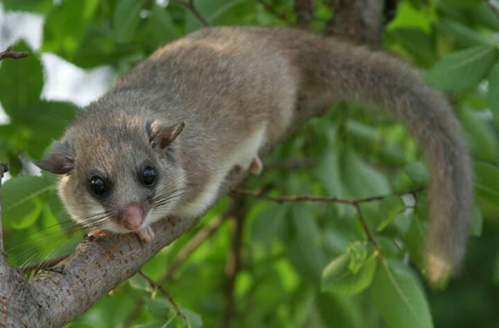 GHIRO e MOSCARDINO (#)