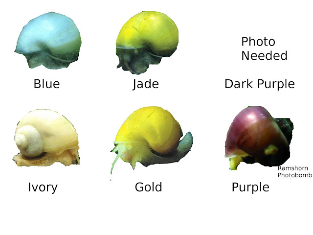 Swamp Rat Tracks: Mystery Snail Colors