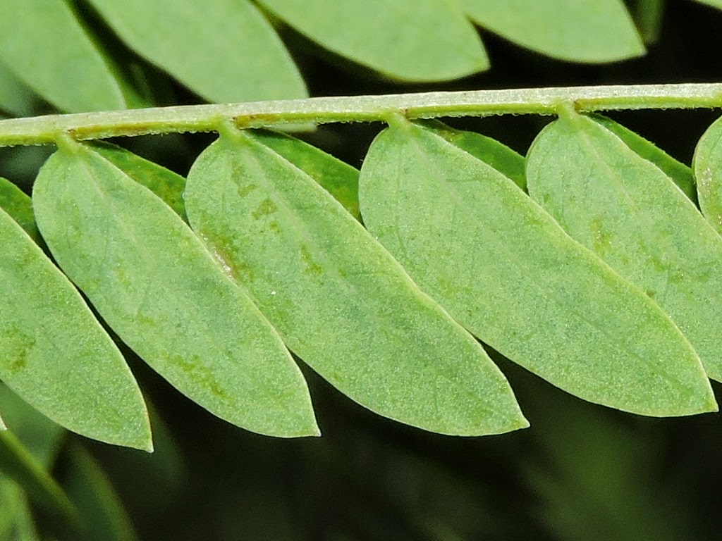 Fabaceae - Leguminosae no Brasil: Fabaceae - Leucaena leucocephala (Lam ...