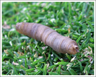 Leatherjackets in the lawn ~ Lawn and Turf Care