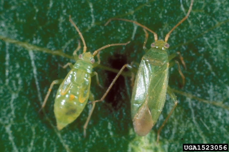 Springfield Plateau: Honeylocust Eaters