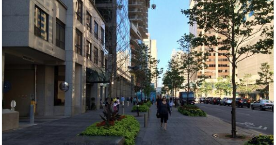 Earth and Space News: Downtown Commercial Streetscape Tree Populations ...