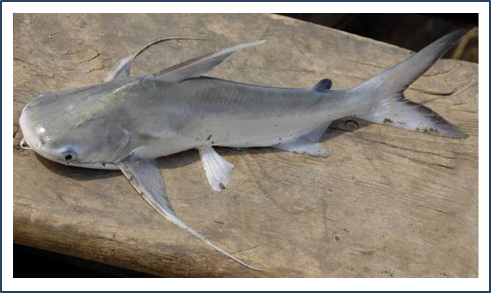 O Livro da Natureza: Bagres