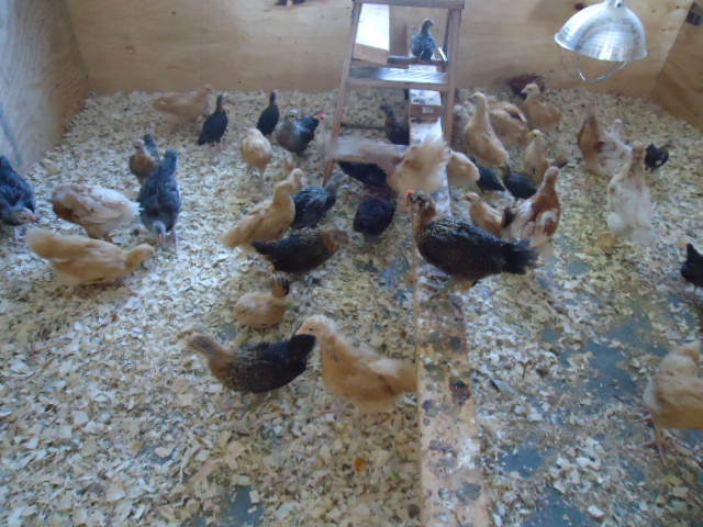 Cottage Farmette: Chicken Movers