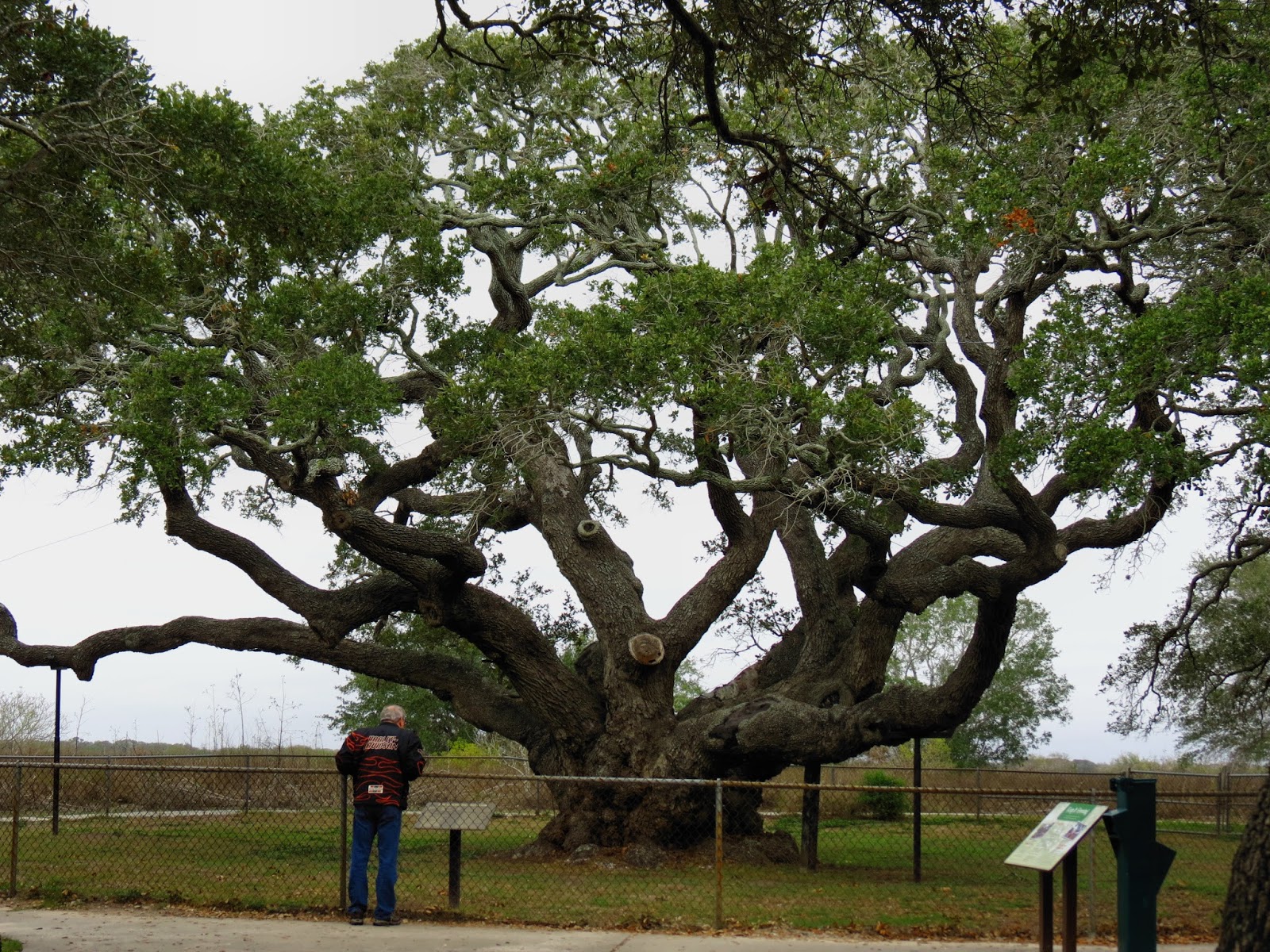 Adventures of a Vagabond Volunteer: A Tale of Two Oaks