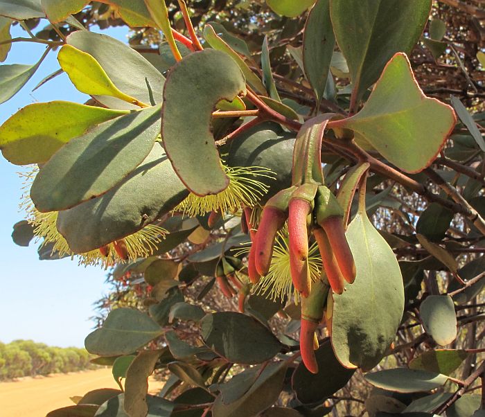 Esperance Wildflowers: Eucalyptus platypus subsp. congregata - Moort