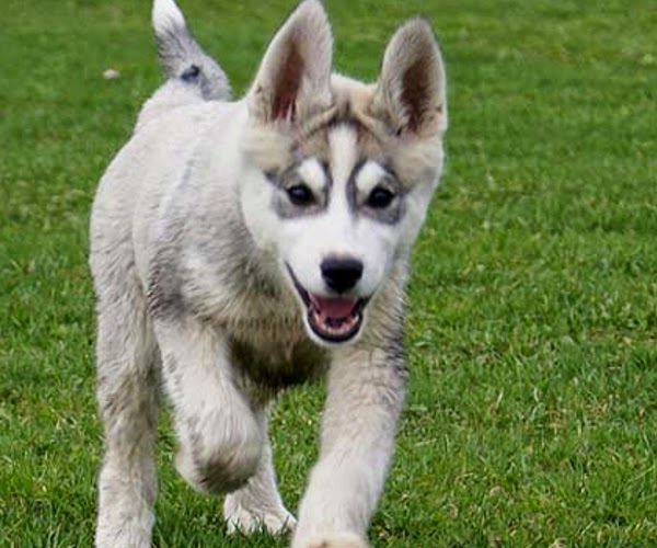 Imagenes De Los Perros Mas Bonitos Del Mundo