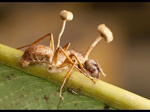 Ciencia del Mundo: Las hormigas zombies