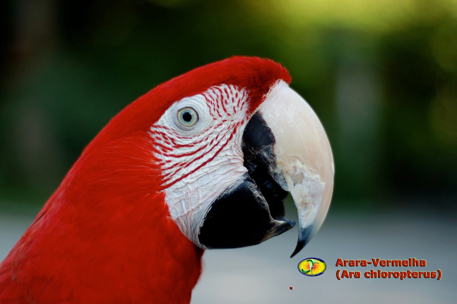 ORNITOLOGIA: Arara-vermelha (Ara chloropterus)