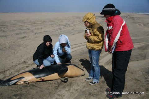 Namibian Dolphin Project: Necropsy Day