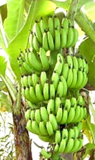 Konsep Baru Pisang Embun, Info Penting!