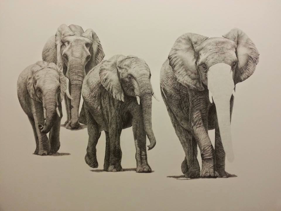 Clive Meredith Wildlife Art: Elephant drawing almost complete