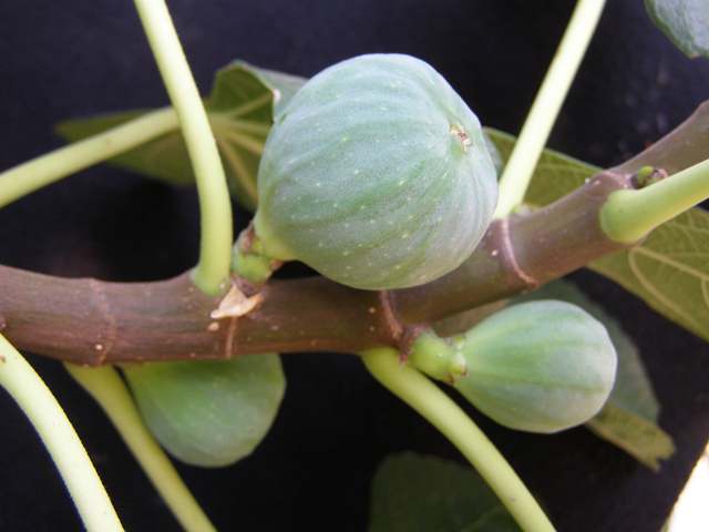 Caprifig Y Fig - Var Tin