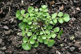 Seed to Feed Me: COMMON BRITISH WEEDS