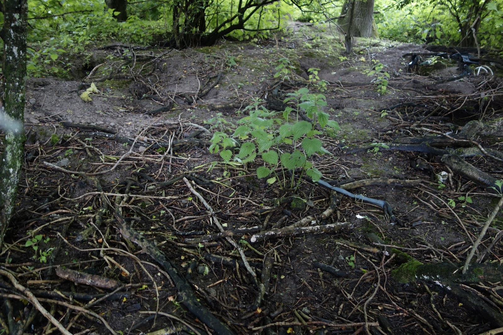 Misidentifying Fungi: June 2016