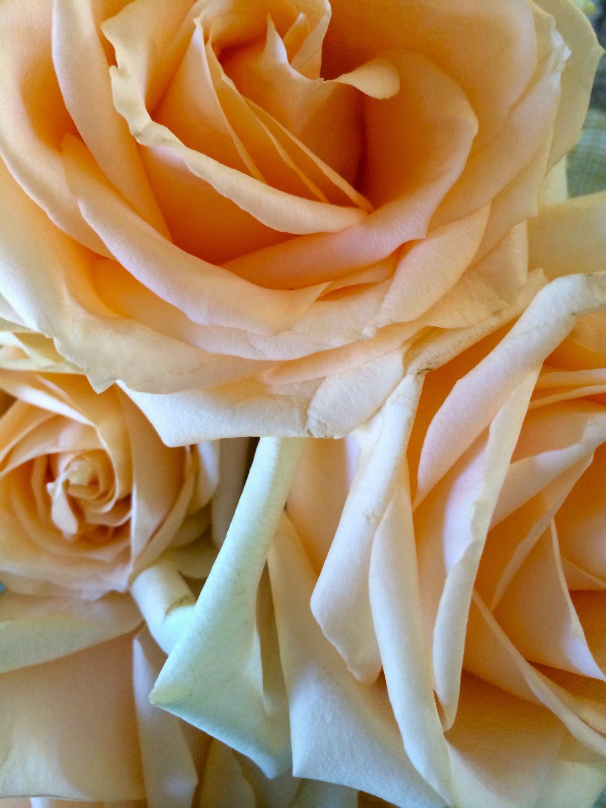 California Blooms- Boutique Roses Grown in California! - Northern ...