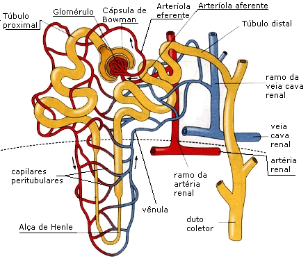 Sistema Renal - Fisiologia Humana