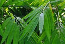 17 Khasiat Daun Bambu Untuk Kesehatan - Khasiat