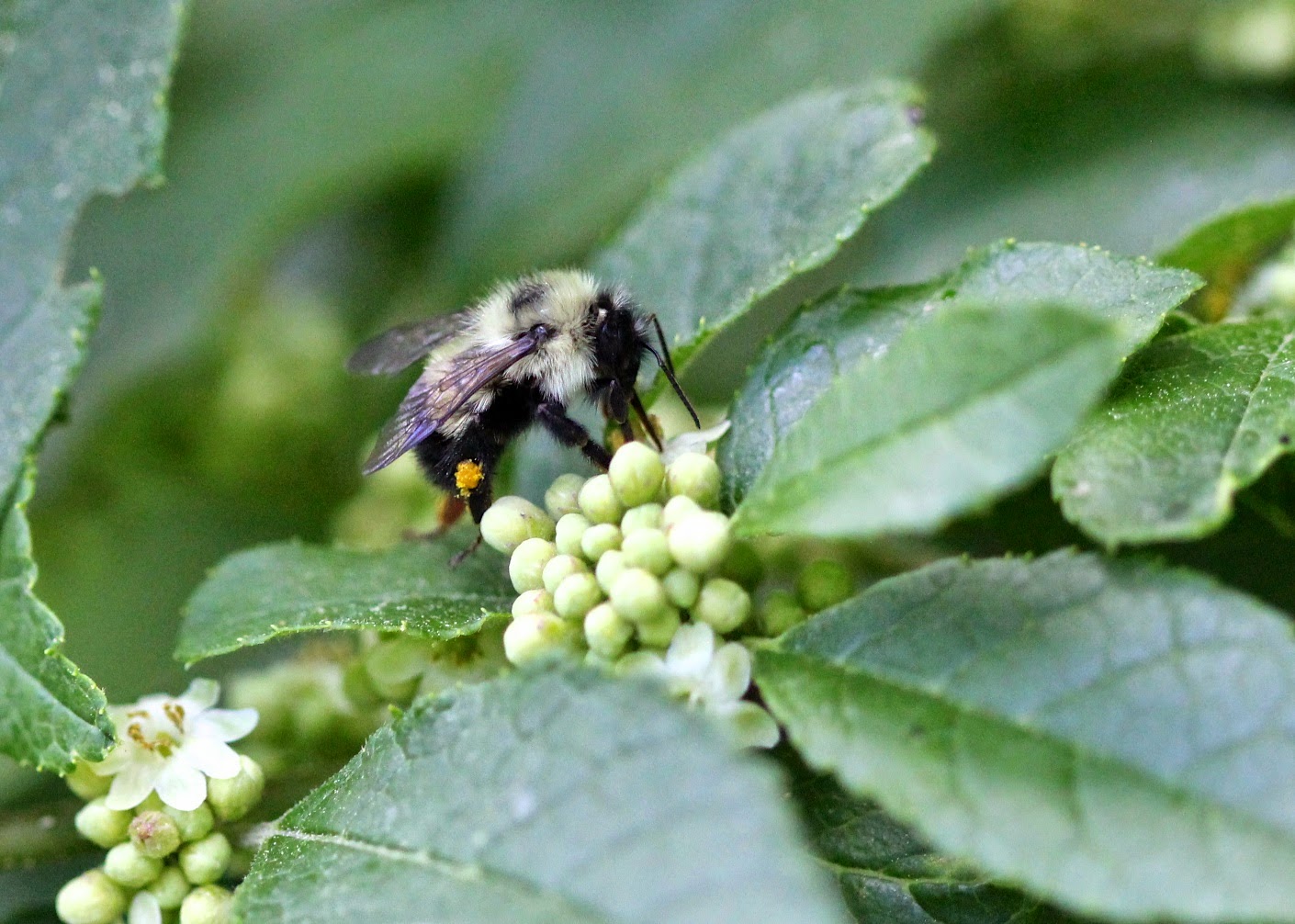Red House Garden: Where Have All the Bees Gone?