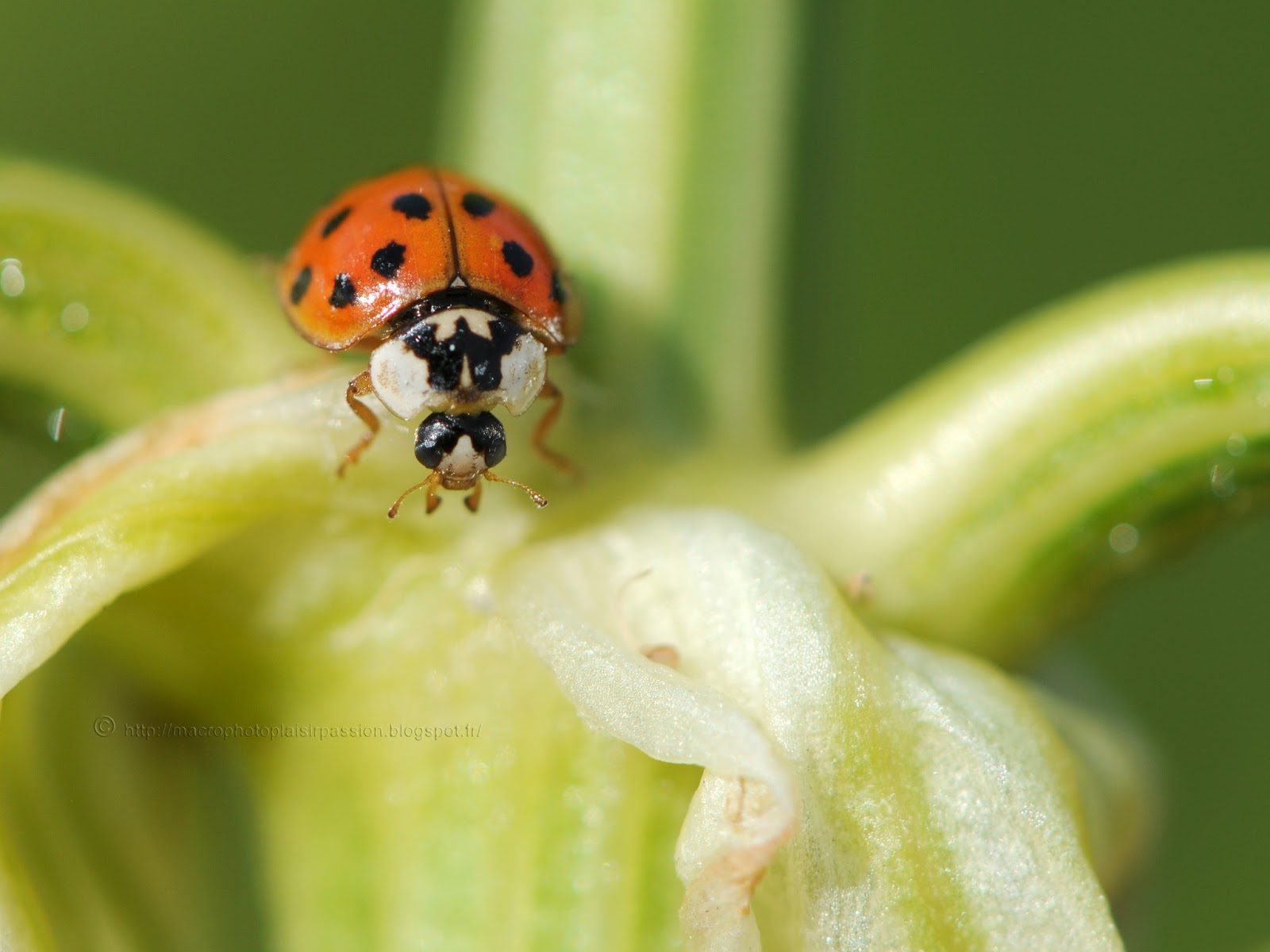Macrophoto plaisir passion: Le Maceron ou persil de cheval, Smyrnium ...
