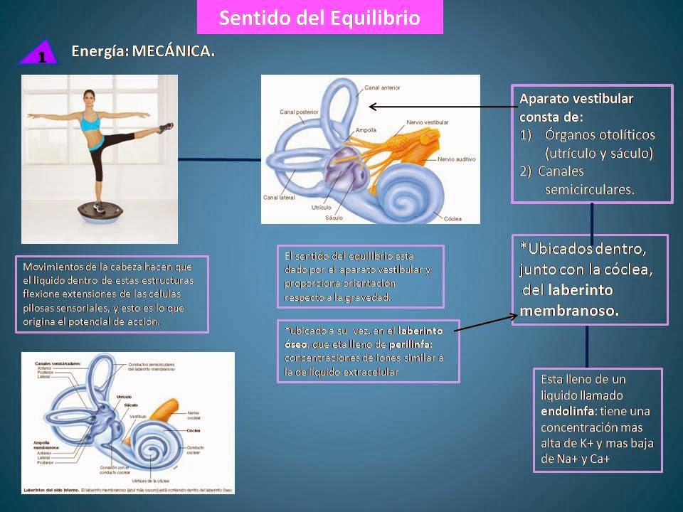 Sentido del Equilibrio. | Blog de Fisiología Médica