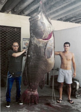 Big Fishes of the World: GROUPER GOLIATH (Epinephelus itajara)