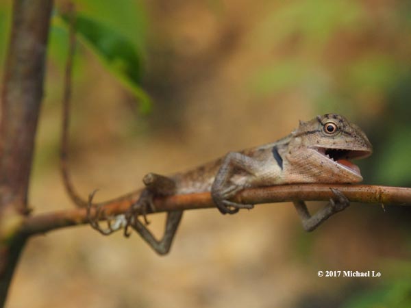 The rainforests of Borneo & Southeast Asia: Sandstone mountain of ...