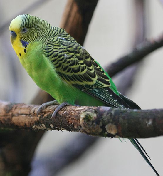 Budgerigar Facts and Latest Photographs | The Wildlife