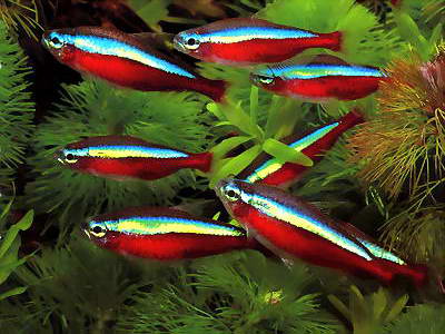 PECES TROPICALES