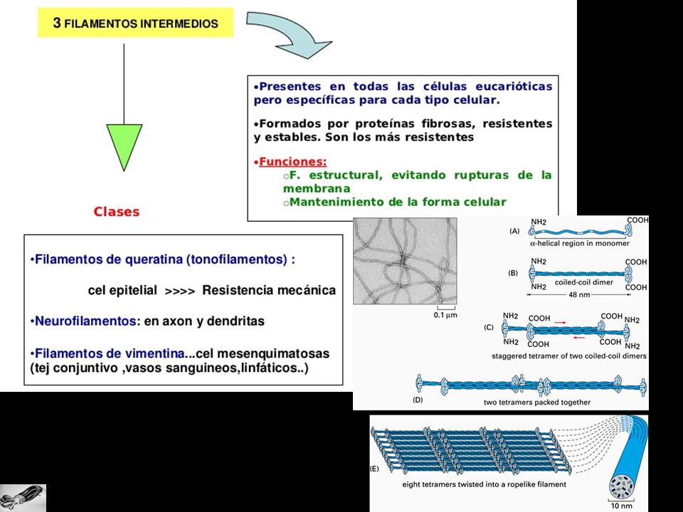 ...y la vida evolucionó: Citoesqueleto: microfilamentos de actina ...