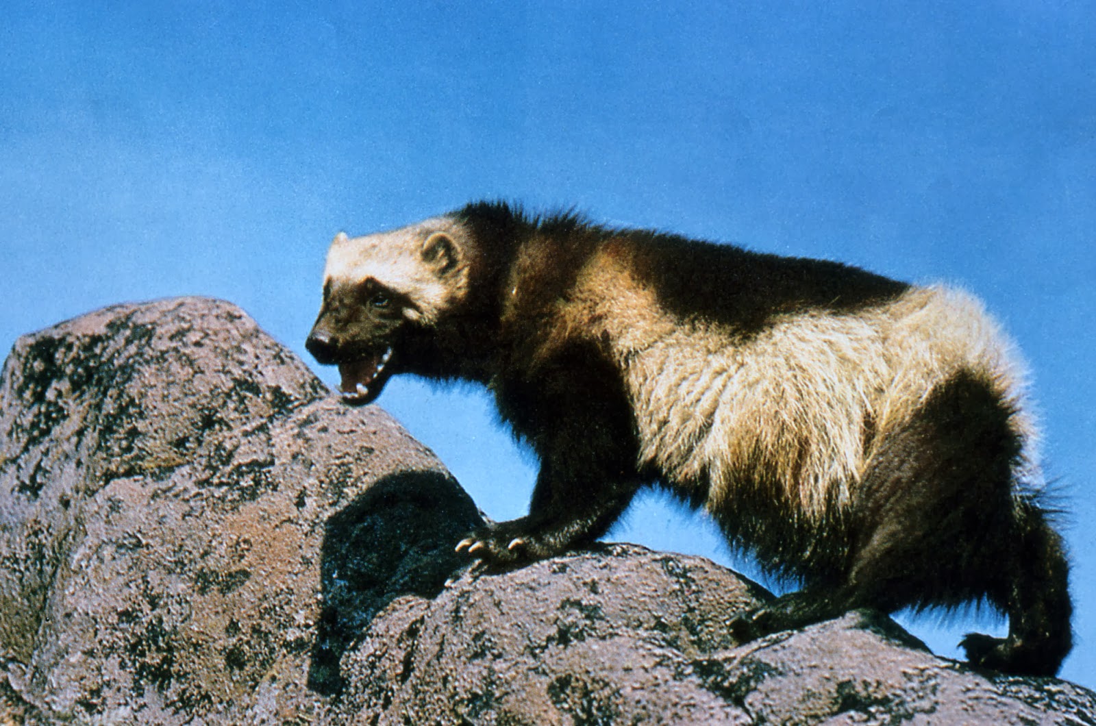 Wolverine | The Animals Biography