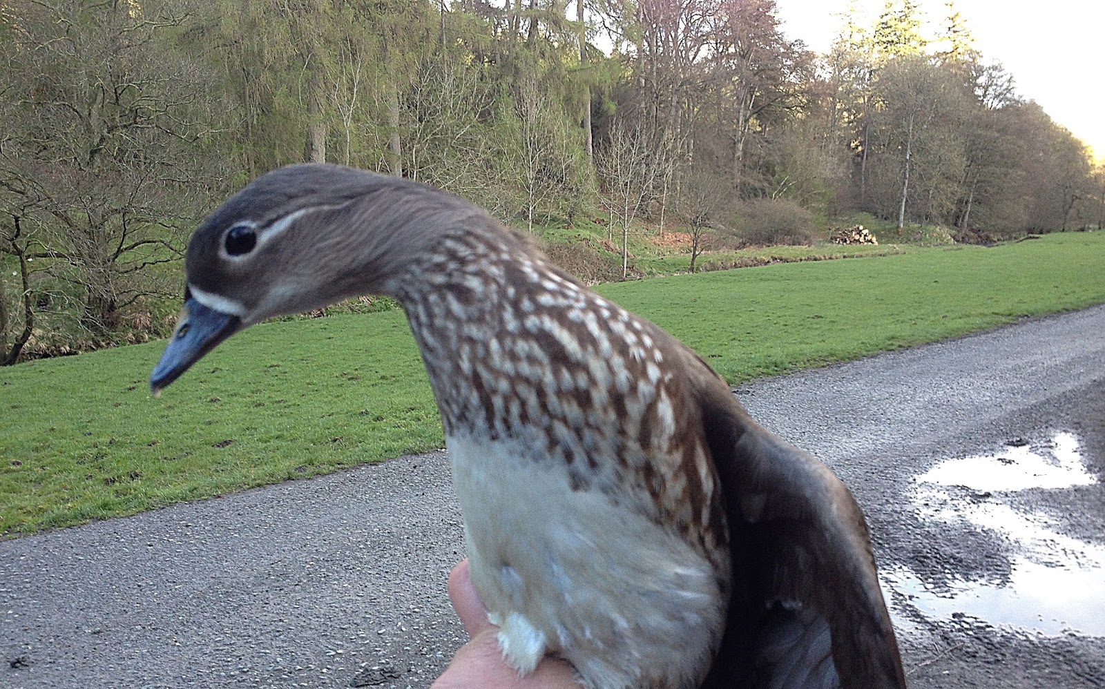 Ruffled Duck Feathers