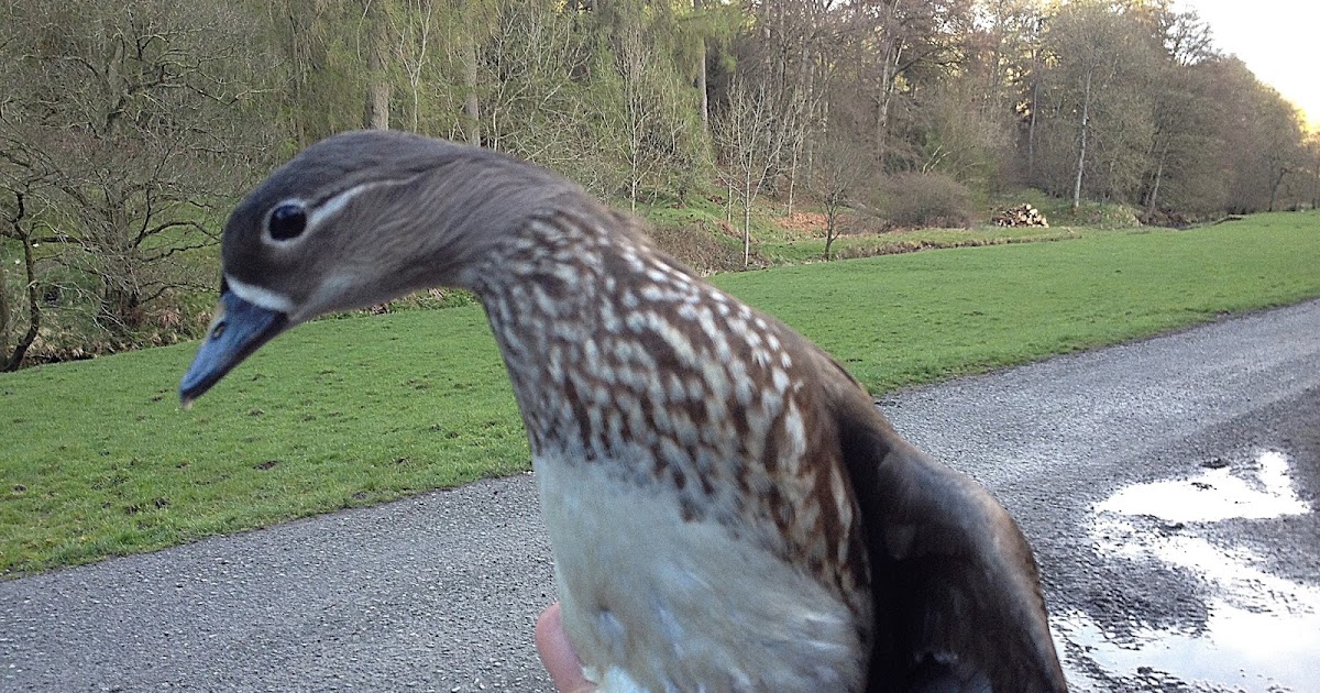 Ruffled Feathers: Oh Carolina - a Shaggy duck story!