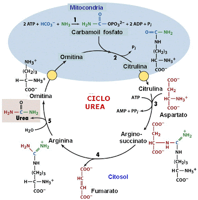 Ciclo de la Urea