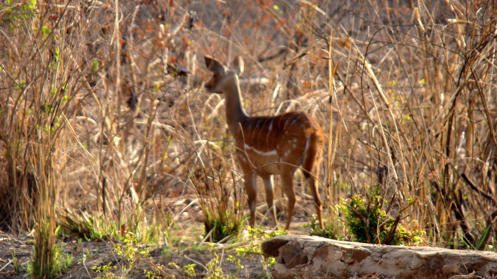 Friendly Neighbourhood Birders: 23. Colours of Africa : Mole National Park