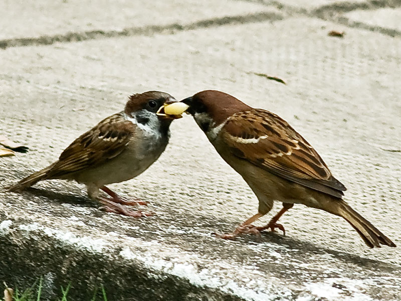 Chim sẻ ăn hạt, vì sao nuôi con bằng sâu? - công ty in ấn