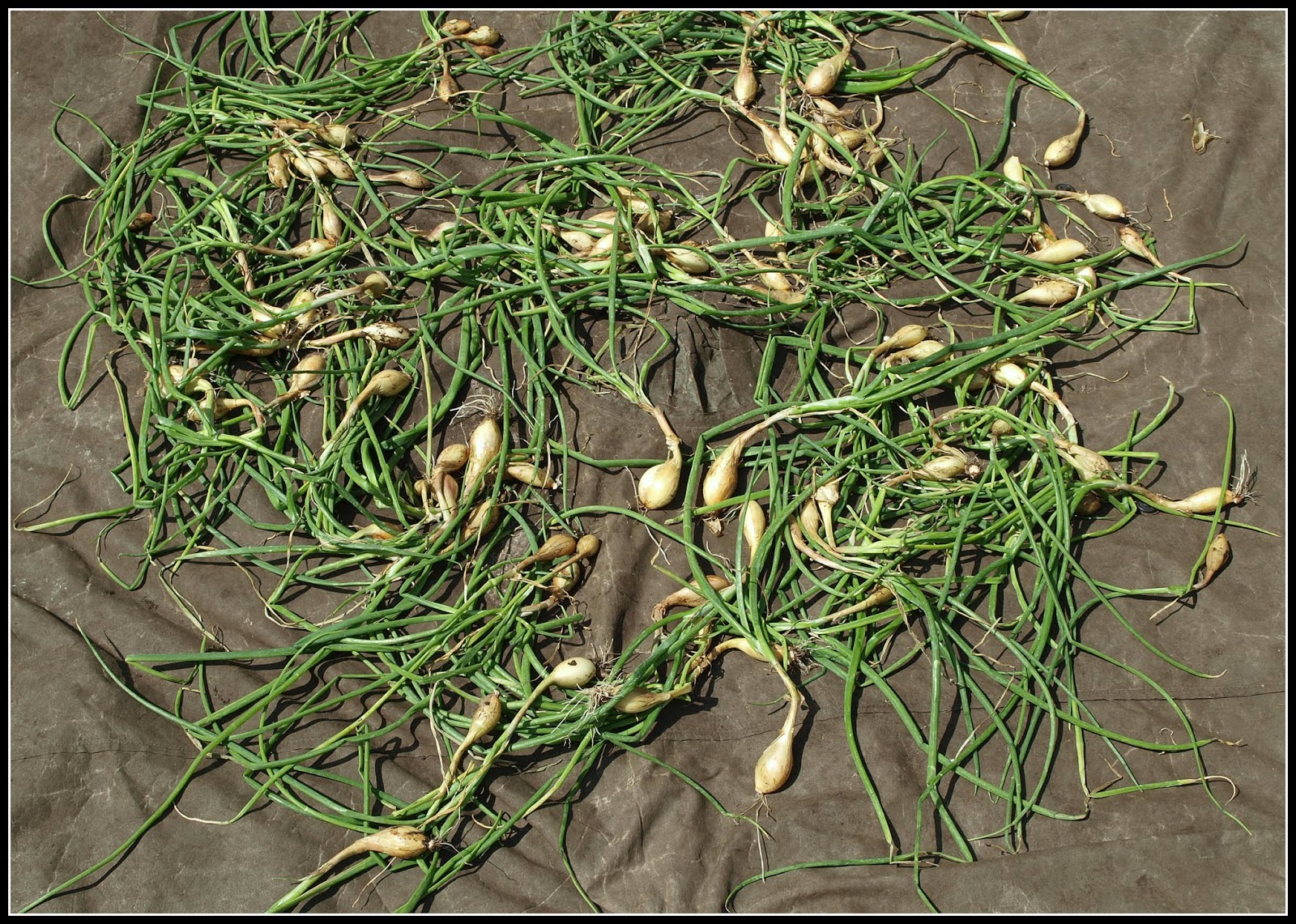 Mark's Veg Plot: Harvesting Shallots