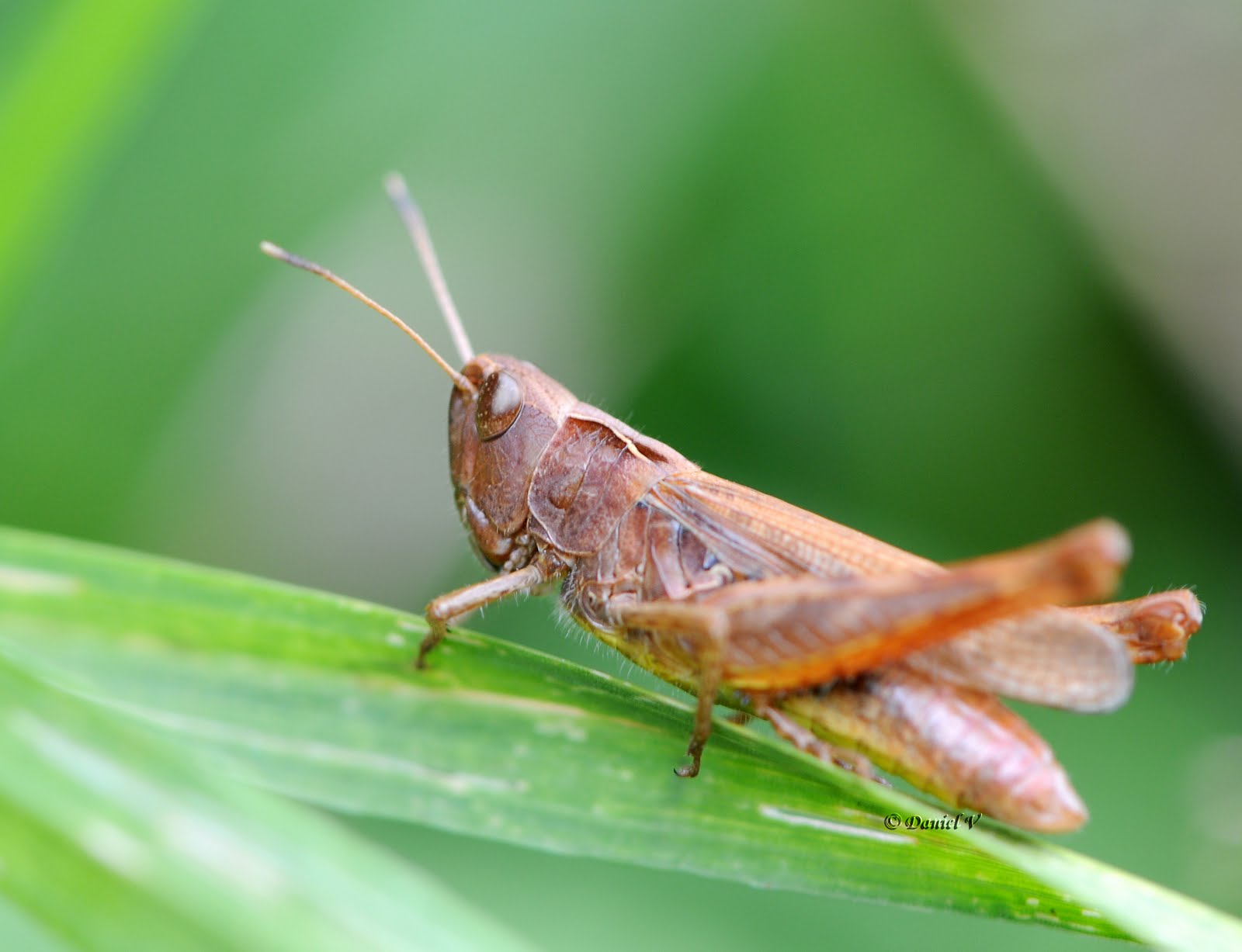 Macrophoto plaisir passion: Un criquet identifié : Gomphocerus rufus