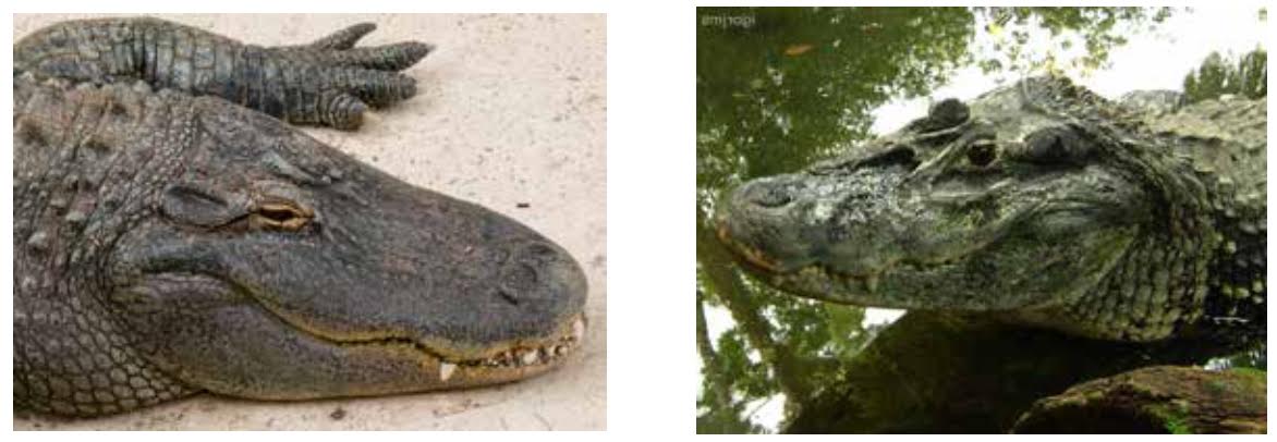 El pantano del Purussaurus (The Purussaurus Swamp): Acerca del caiman ...