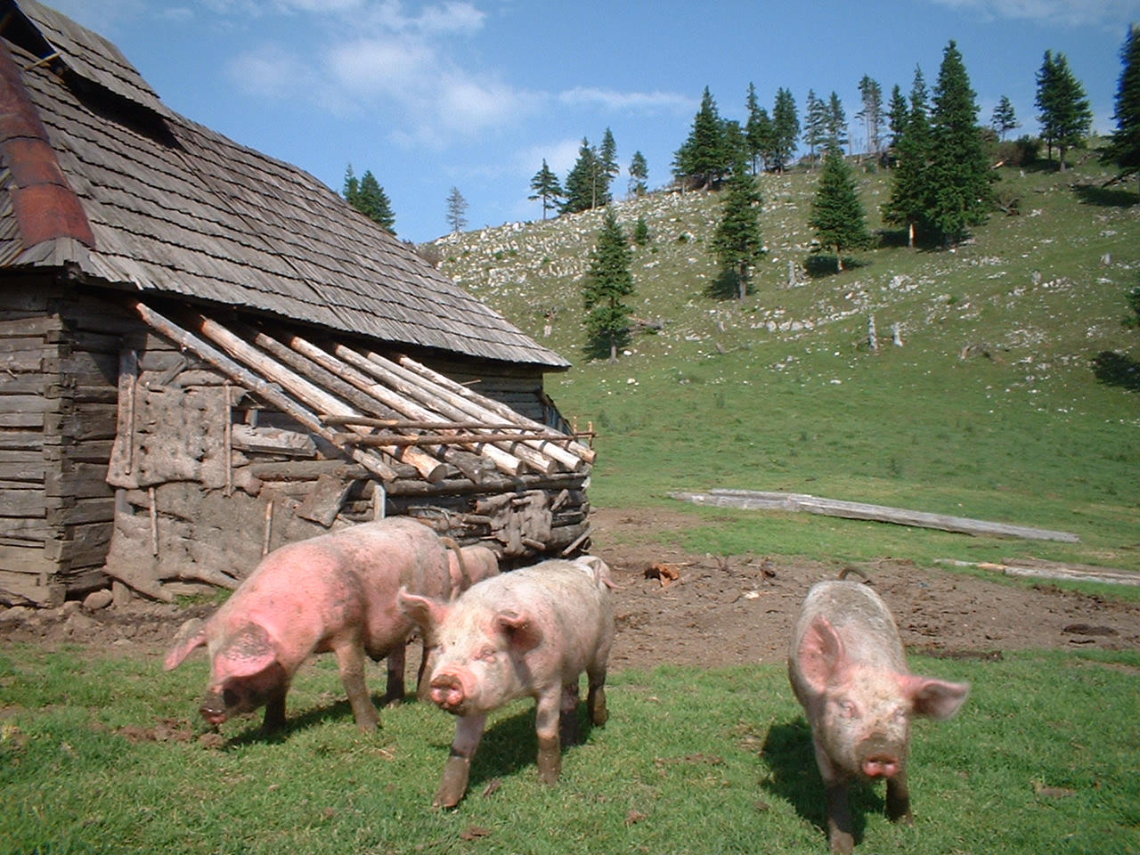 The taste of Romania: Happy pigs