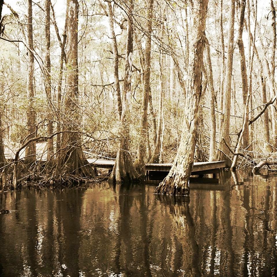 We Are The World: Canoe Trail Aiken State Park, Edisto River, South ...