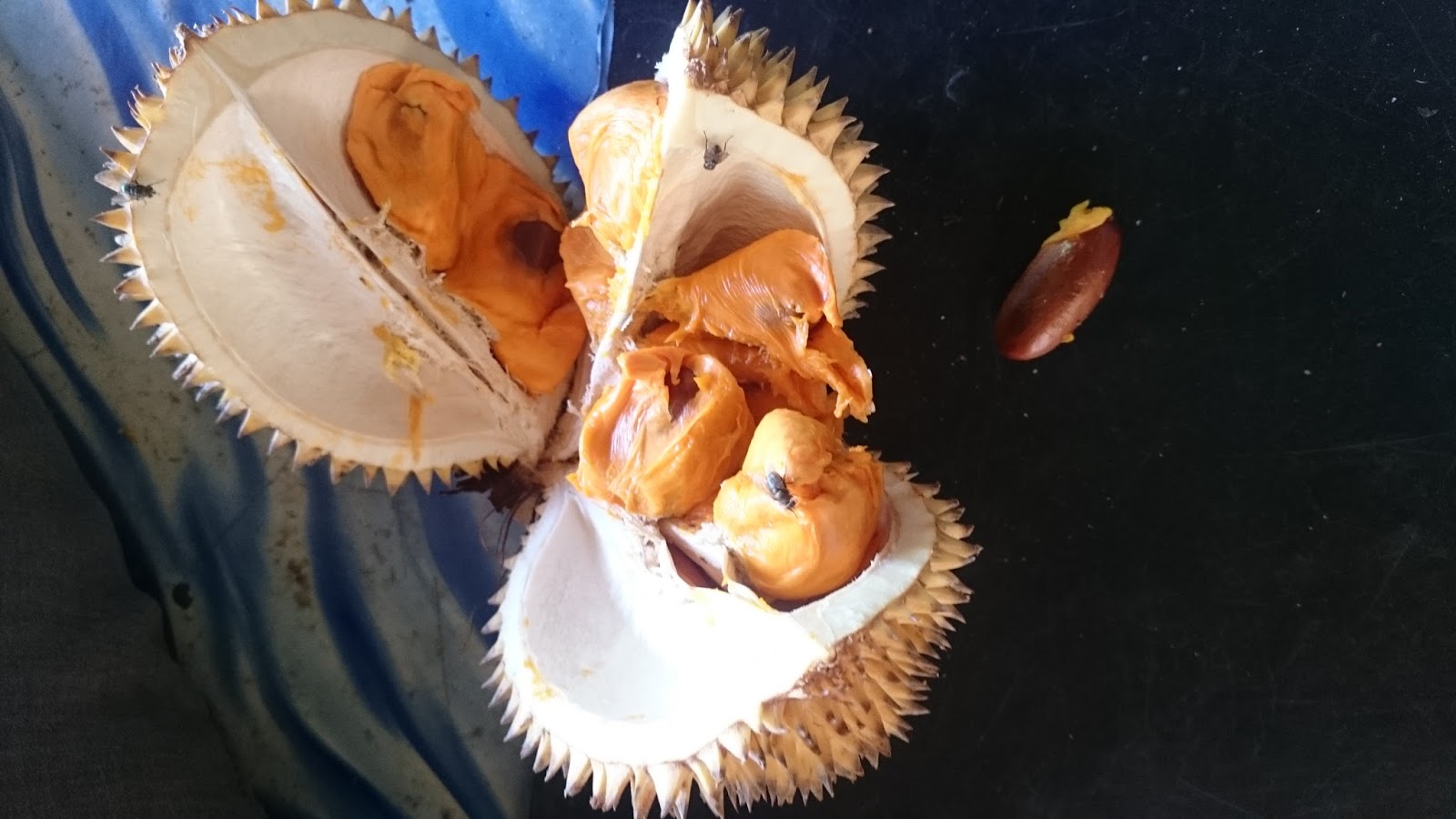 Balada Petani Buah Elai Dan Tupai