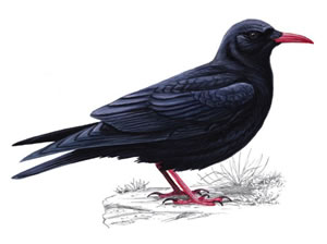 World All Animals: Chough
