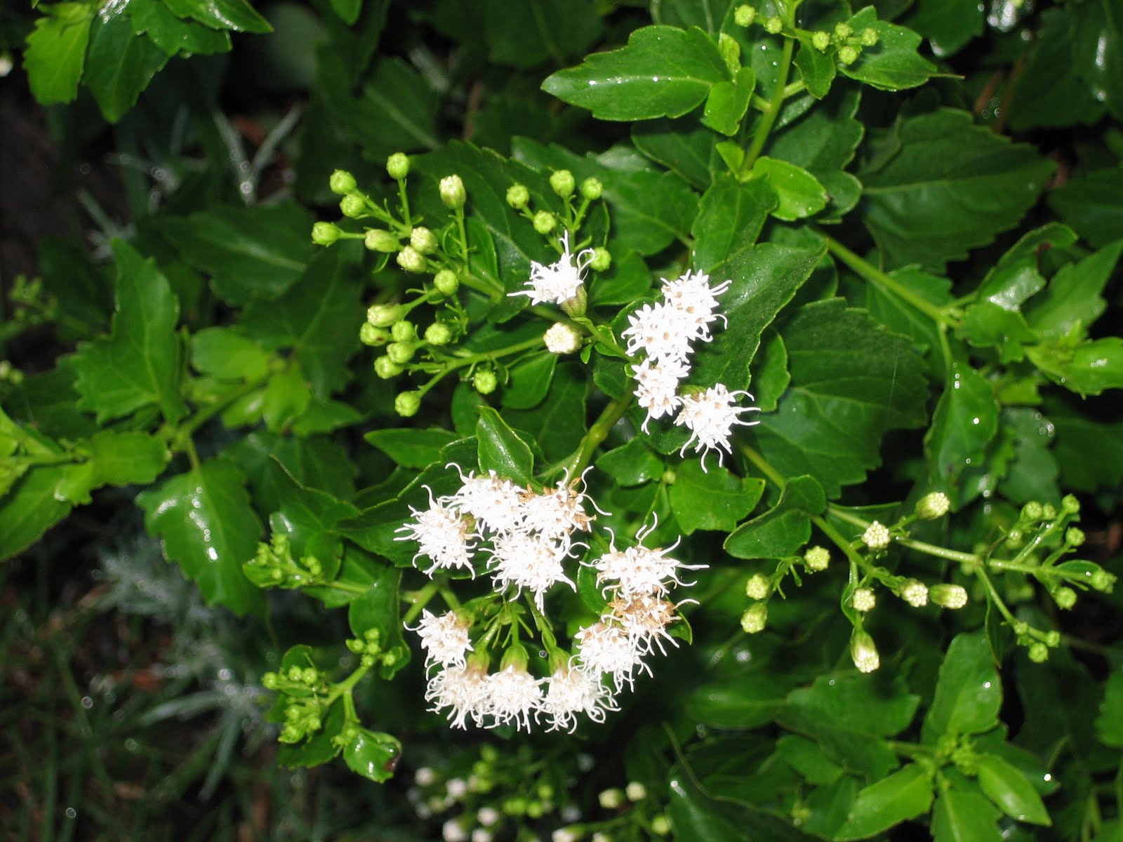 Lisa Bonassin's Garden: What's Blooming Now - White Mist Flower 05/14/2011