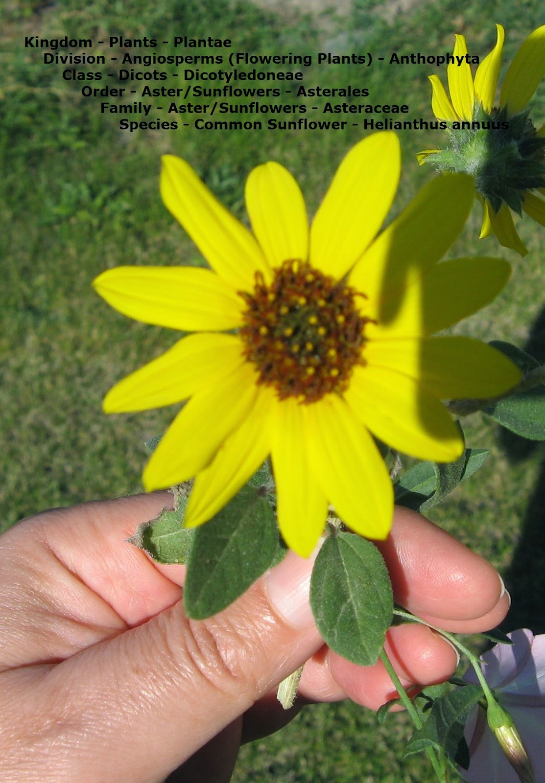 Almost Unschoolers: Fall Crayon Color Matching - Sunflowers