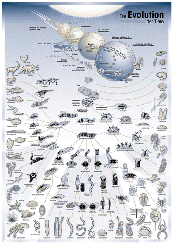 A Debate with an Atheist: The Story of Creation (15 - A): Animals ...