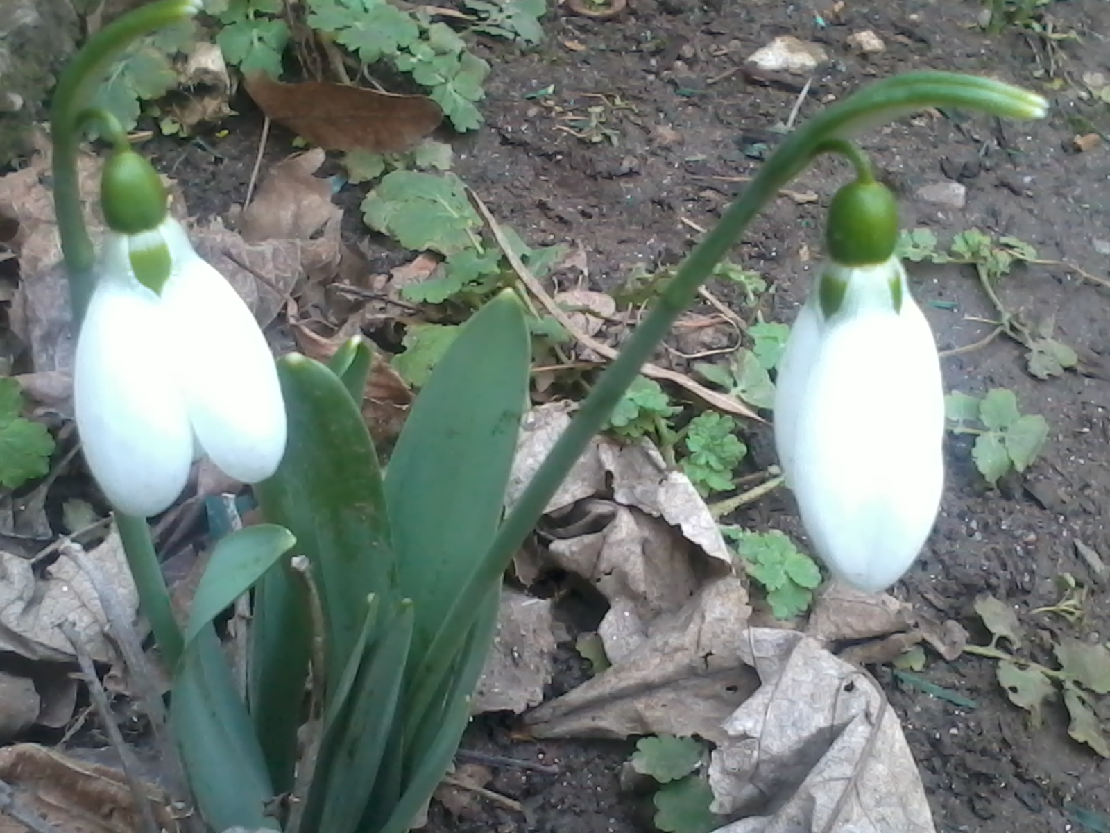 Poze Imagini Desktop: Wallpaper ghiocei de primavara pentru desktop