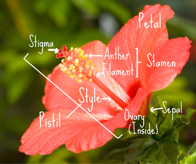 All Things Beautiful Botany The Seven Most Common Families Of Plants all-things-beautiful-botany-the-seven-most-common-families-of-plants