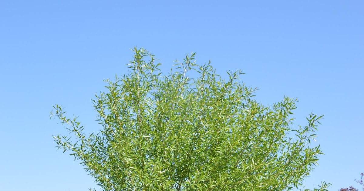 Planteplukk: Skjørpil